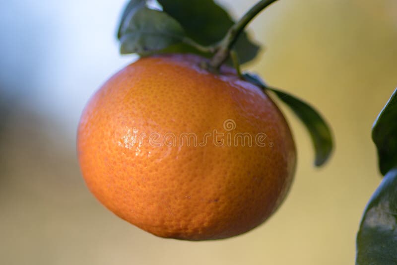 Orange Hanging from an Orange Tree Stock Photo - Image of juicy ...