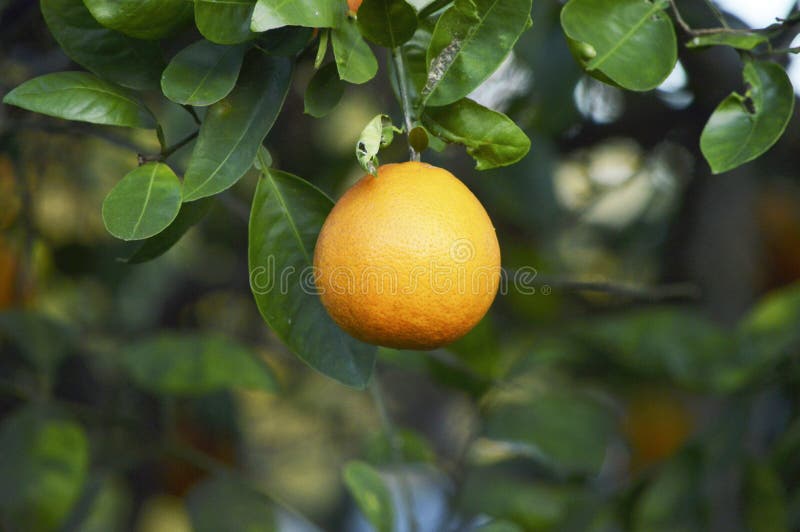 The Orange Hanging from a Tree Stock Image - Image of tree, leaves ...