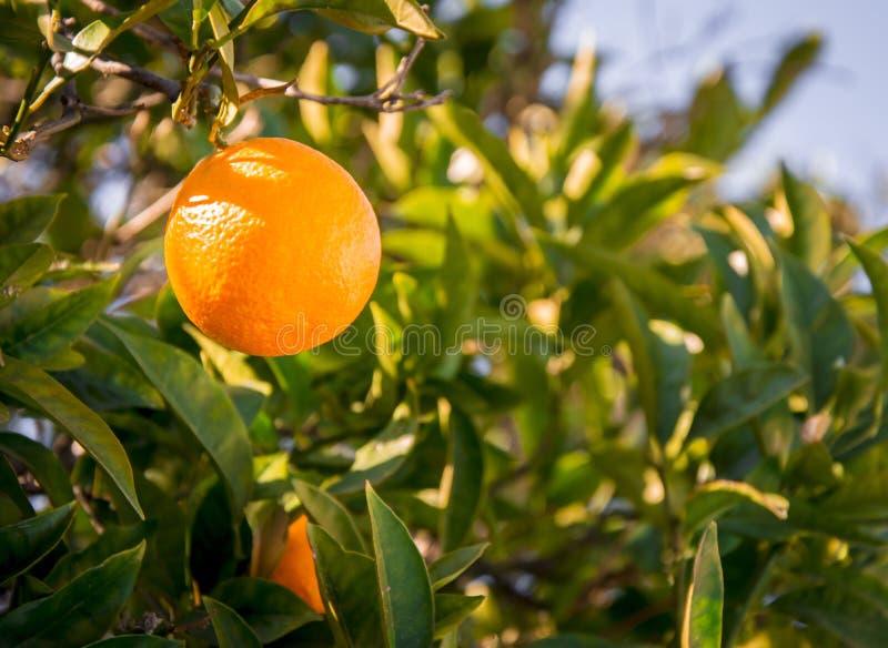 Orange hanging tree stock image. Image of plantation - 72787123