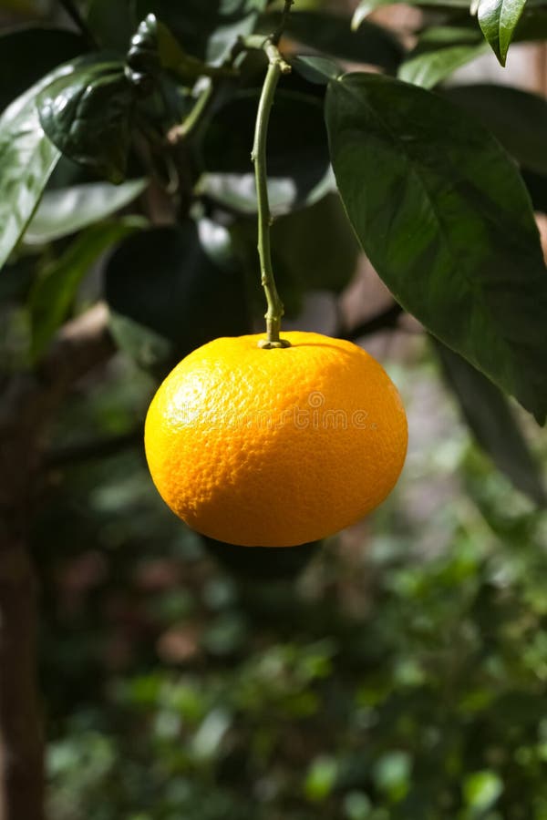 An orange in a tree stock photo. Image of fresh, colorful - 311813446
