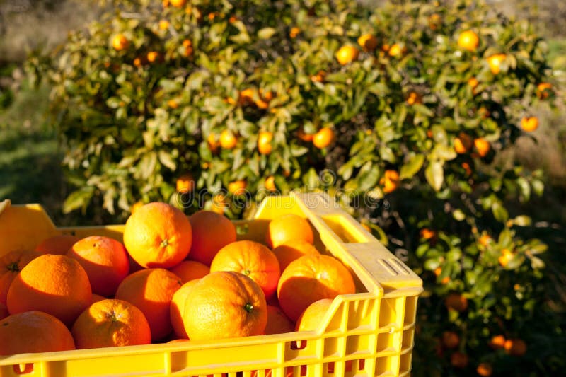 Orange harvest stock photo. Image of readysunny, fresh - 22920780