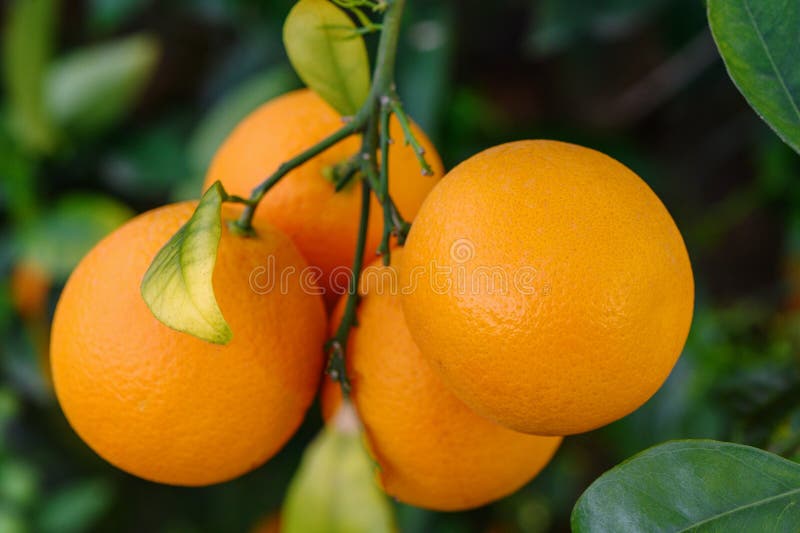Orange Harvest Field in the Garden 2 Stock Photo - Image of sunlight ...
