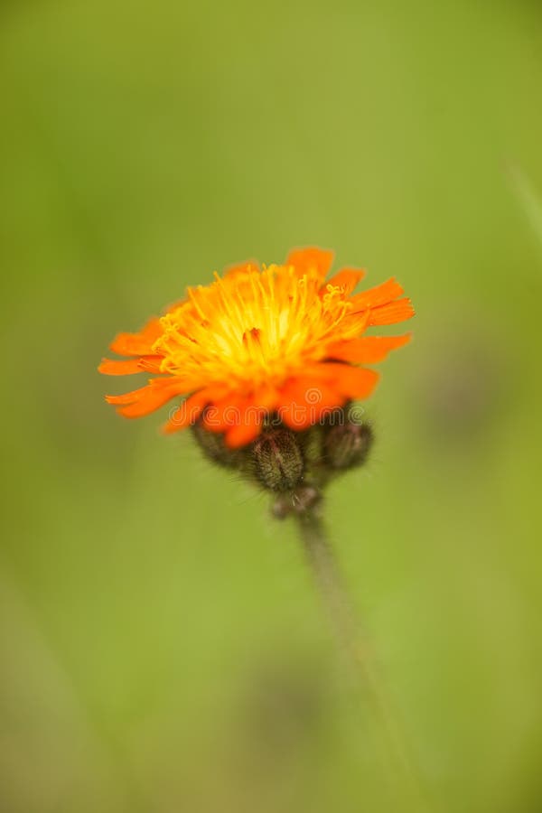 Orange Hawkweed Hieracium Aurantiacum Stock Photo - Image of nature ...
