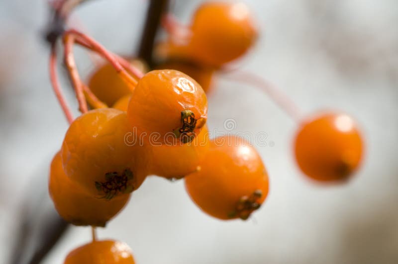 Orange hawthorn berries stock image. Image of mellow - 15102013
