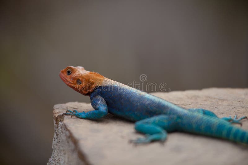 Orange Headed Agama Lizard stock photo. Image of landscape - 69769904
