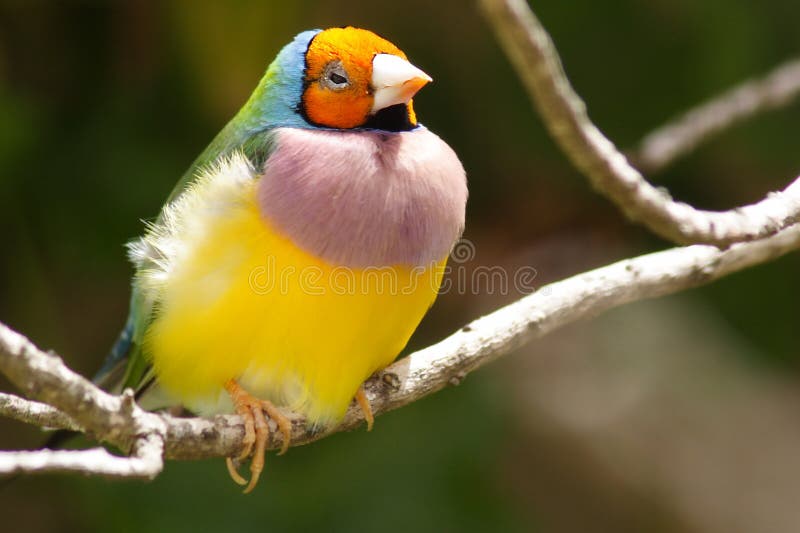 Orange Headed Gouldian Finch Stock Photo - Image of finches, finch: 4647986