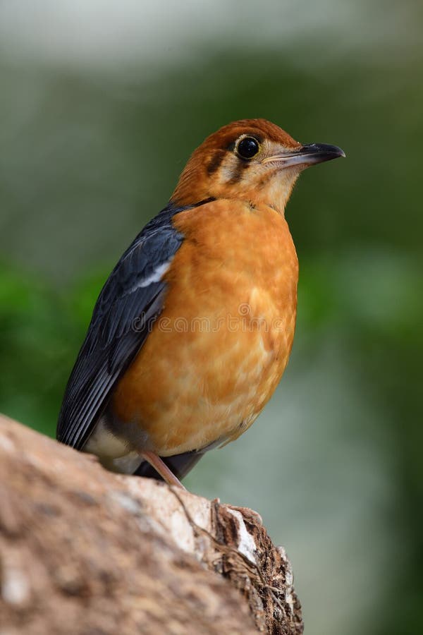 Orange Headed Ground Thrush Zoothera Citrina Stock Image - Image of ...