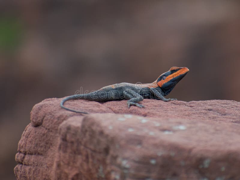 A Orange Headed Lizard Having Selective Focus and Shallow Depth of ...