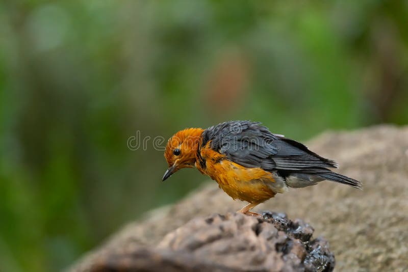 Orange Headed Thrush Stand in the Rain Forest Stock Photo - Image of ...