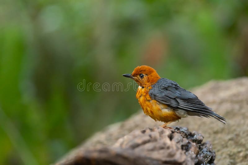 Orange Headed Thrush Stand in the Rain Forest Stock Image - Image of ...