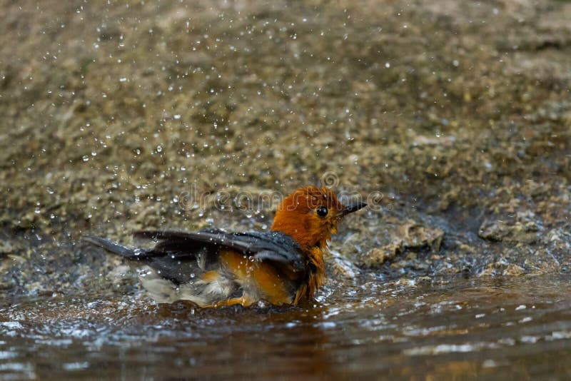 Yellow Headed Thrush Stock Photos - Free & Royalty-Free Stock Photos ...