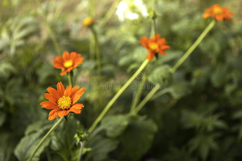 A Orange Helenium Flower in the Garden Stock Photo - Image of colorful ...