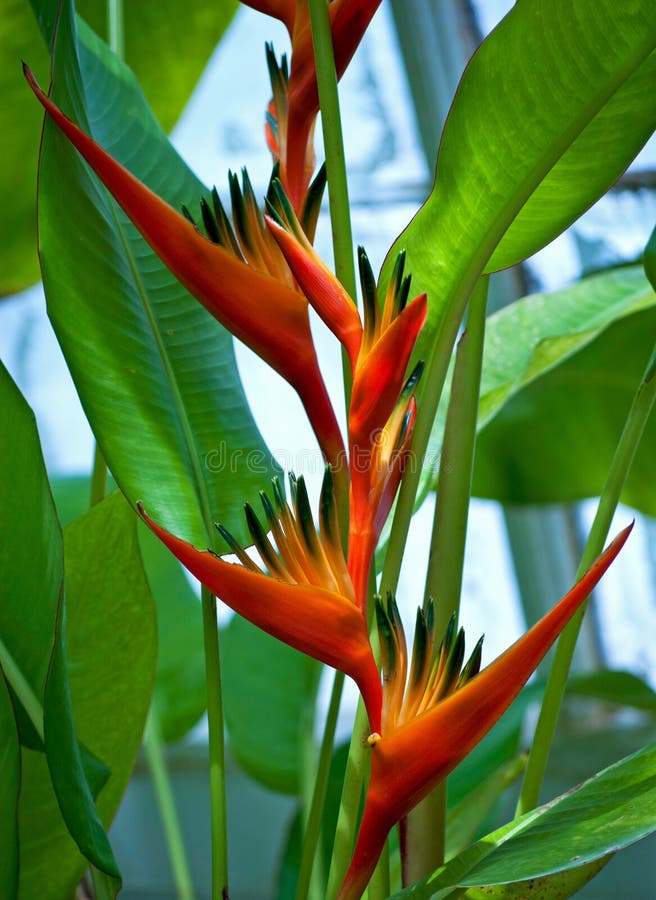 Orange Heliconia stock image. Image of malaysia, botanic - 15125291