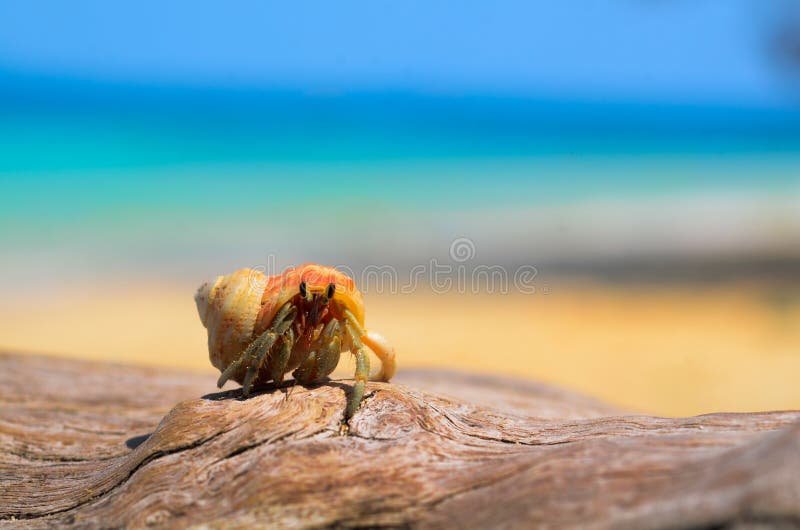 An orange helmet crab stock image. Image of animal, explorer - 38802863
