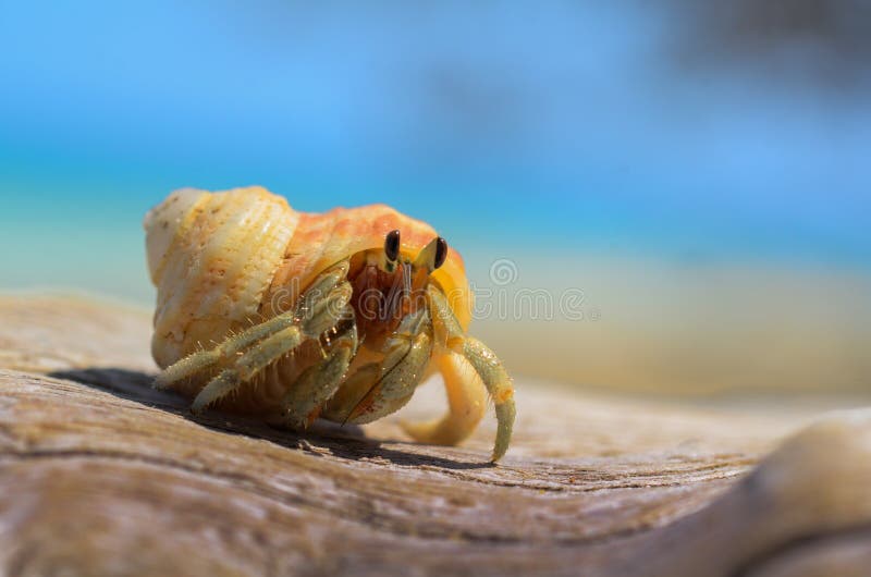 An orange helmet crab stock image. Image of explore, full - 38802919