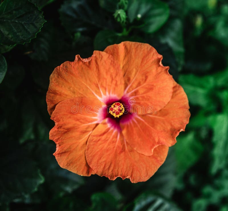 Orange Hibiscus Flower Seen from Above Stock Photo - Image of floral ...