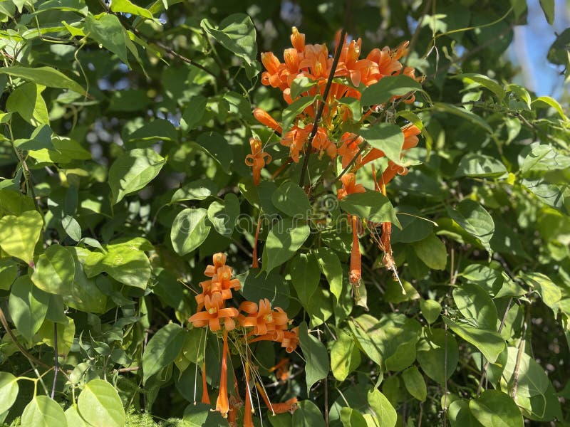 Orange Honeysuckle in the Spring in Florida Green Foliage Stock Image ...