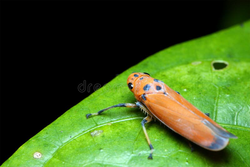 Orange Hopper stock photo. Image of wildlife, fauna, invertebrate - 7238386