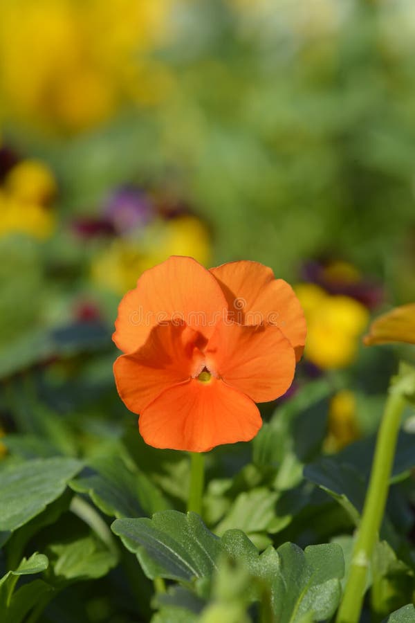 Orange Horned violet stock image. Image of close, viola - 209885413
