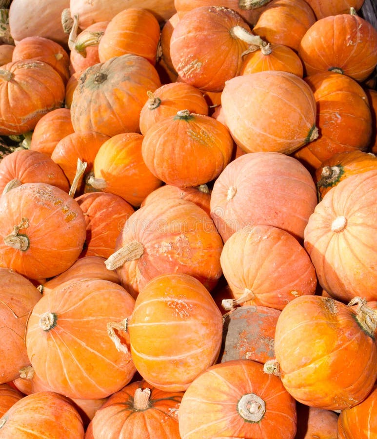 Orange Hubbard Squash for Sale at the Market Stock Photo - Image of ...