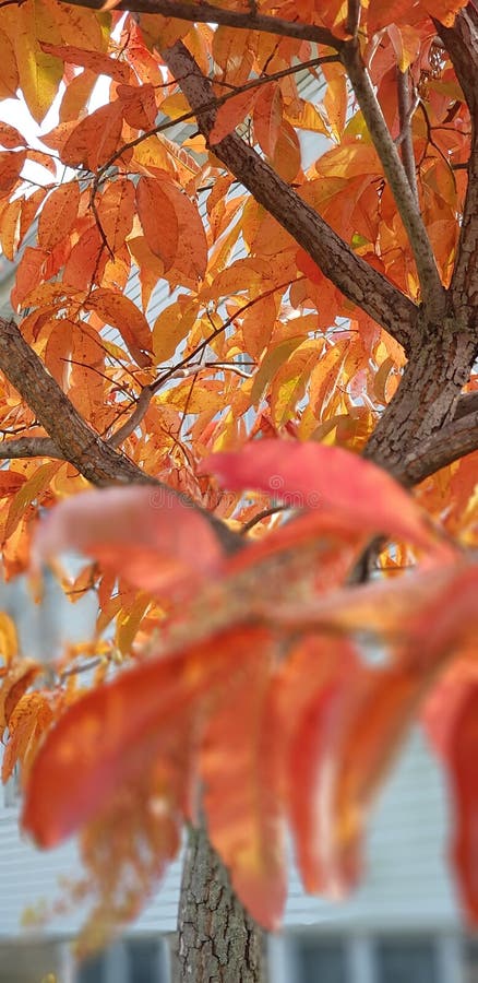 Orange Hues, Lilly of the Valley Tree Stock Photo - Image of orange ...