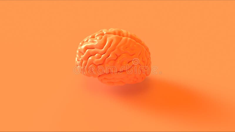 Orange Human Brain Anatomical Model Stock Illustration - Illustration ...
