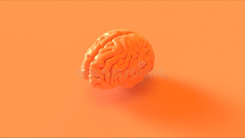 Orange Human Brain Anatomical Model Stock Illustration - Illustration ...