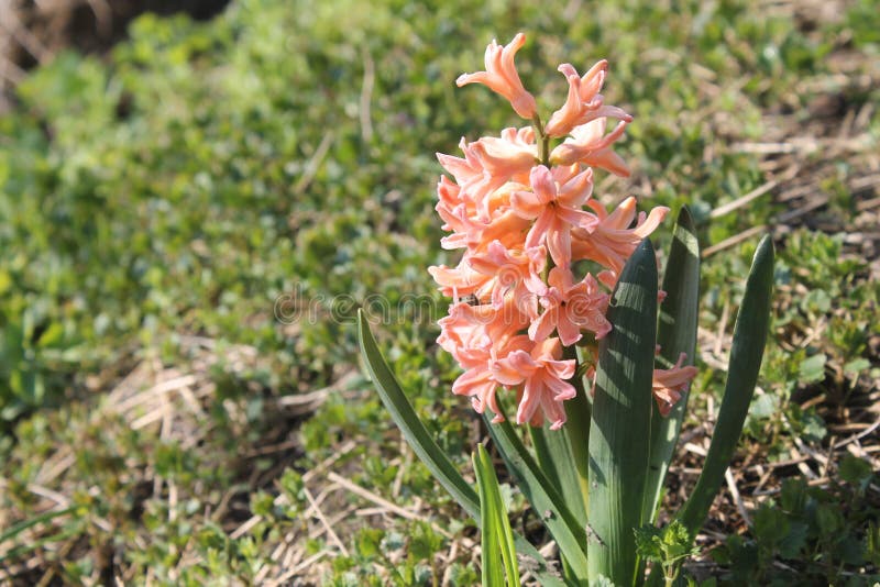 Orange hyacinth stock photo. Image of color, pink, freshness - 53601636