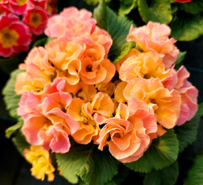 Orange Hybrid of Ornamental Primrose Flowering Shrub Stock Photo ...