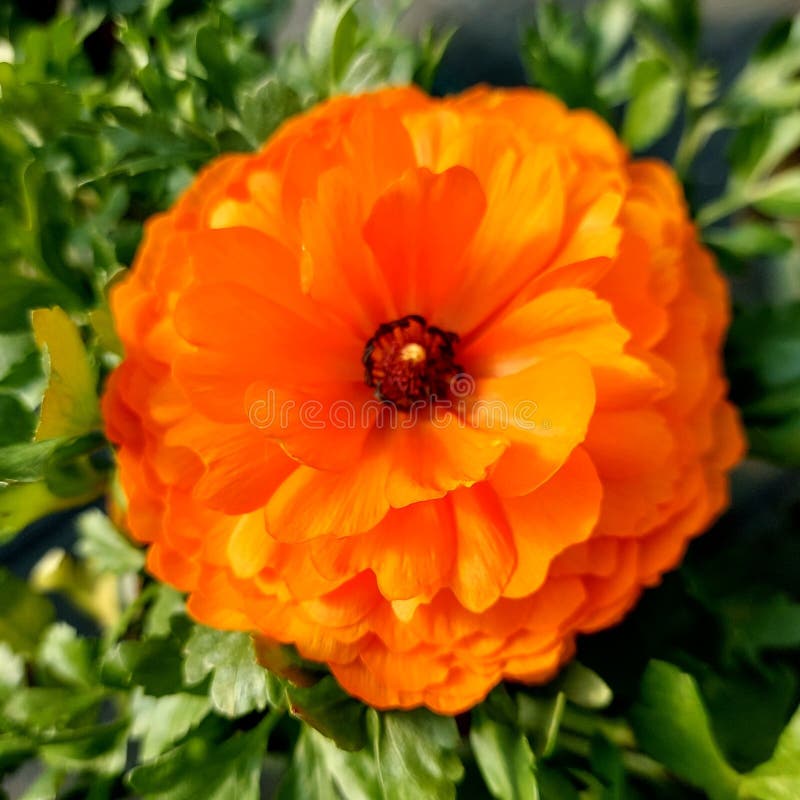 Orange Hybrid of Ranunculus Herbaceous Flowering Plant Stock Image ...