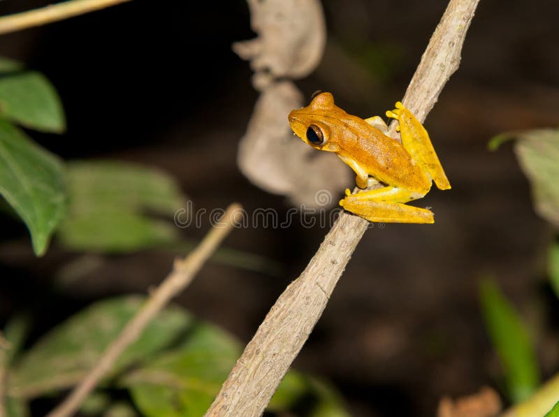 An Orange Hyla Frog About To Jump Stock Photo - Image of danger, fresh ...
