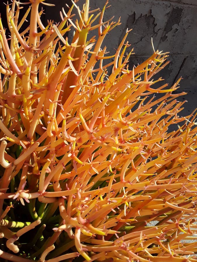 Orange ice plant stock photo. Image of aquarium, organism - 174729334