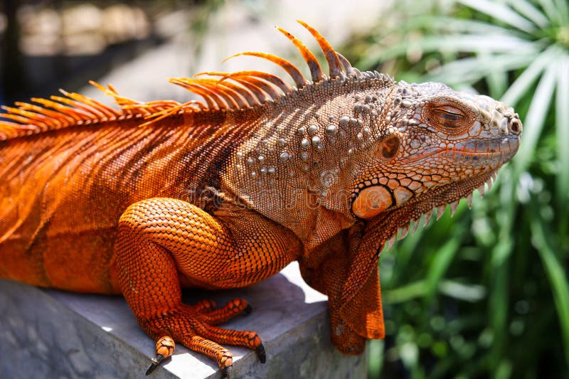 Orange Iguana on the park stock photo. Image of predator - 272926424