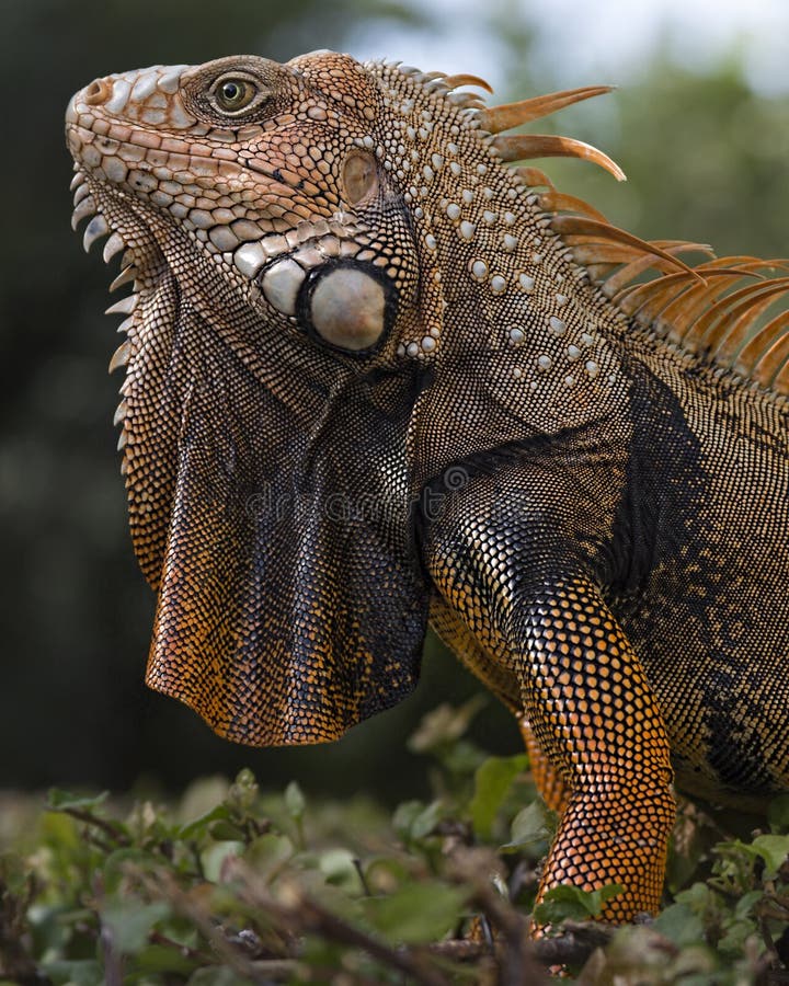 Orange iguana from Florida stock image. Image of relaxing - 64194373