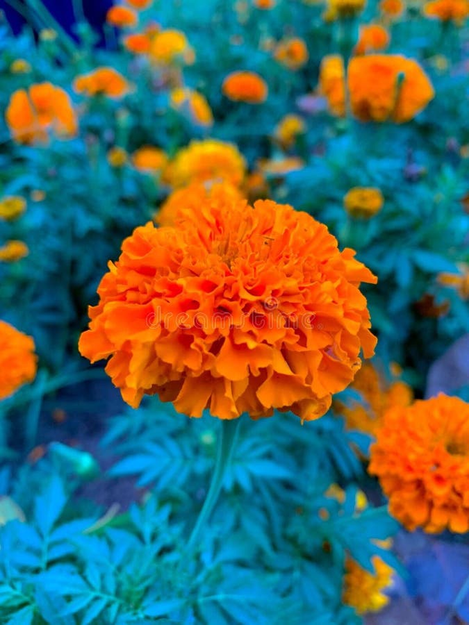 589 Indian Dalia Stock Photos - Free & Royalty-Free Stock Photos from ...