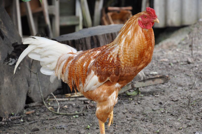 Orange indian rooster stock photo. Image of agriculture - 12418096