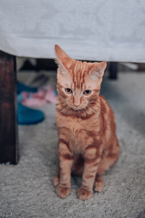 An Orange Indoor Young Cat that is Confused. Stock Image - Image of ...