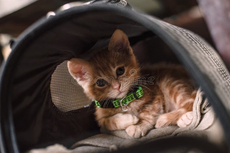 An Orange Indoor Young Cat in a Cat Home. Stock Photo - Image of indoor ...