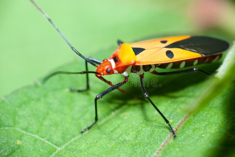 Orange Insect stock image. Image of head, lilioceris - 15138151