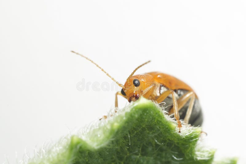 Orange Insect Feeding Nutrient on Green Leaf. Stock Image - Image of ...