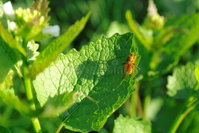 Orange Insect on the Green Leaf Stock Photo - Image of sunny, leaf ...