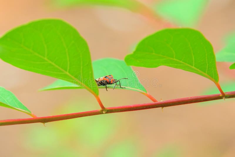Orange insect stock image. Image of isolated, italy, nature - 91636843