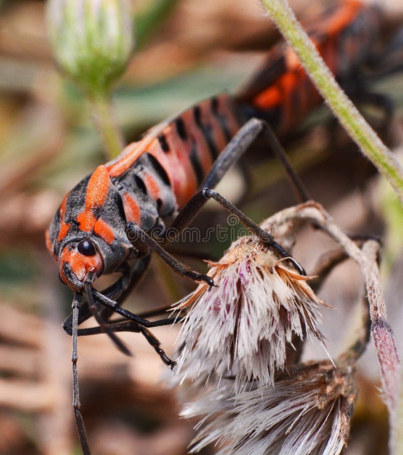Orange insect Pentatomidae stock image. Image of color - 50897921
