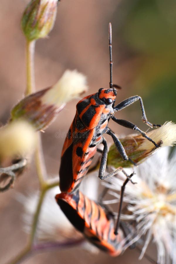 Orange insect Pentatomidae stock image. Image of orange - 50897961