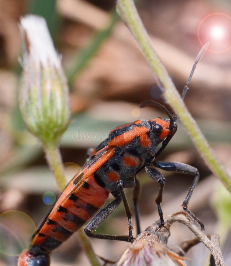 Orange insect Pentatomidae stock image. Image of colors - 50897979