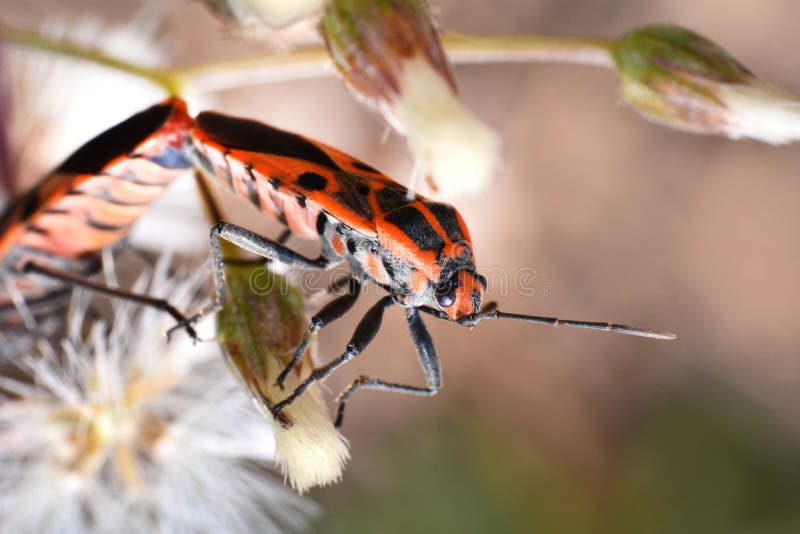 Orange insect Pentatomidae stock image. Image of flowers - 50898957