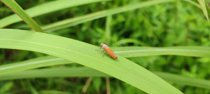 Orange Insect Perched on the Grass in the Forest Stock Photo - Image of ...