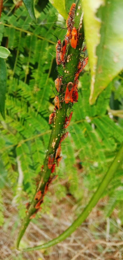 An Orange Insect Perched on a Pod of a Mok Tree. Stock Photo - Image of ...