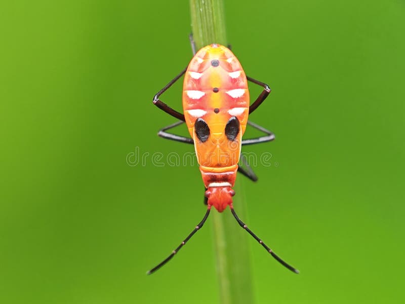 Orange Insect Taken from Above Stock Photo - Image of orange, macro ...