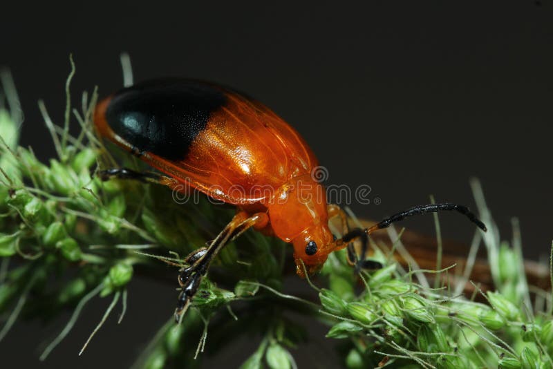 Orange insect stock photo. Image of closeup, detail, green - 46323700